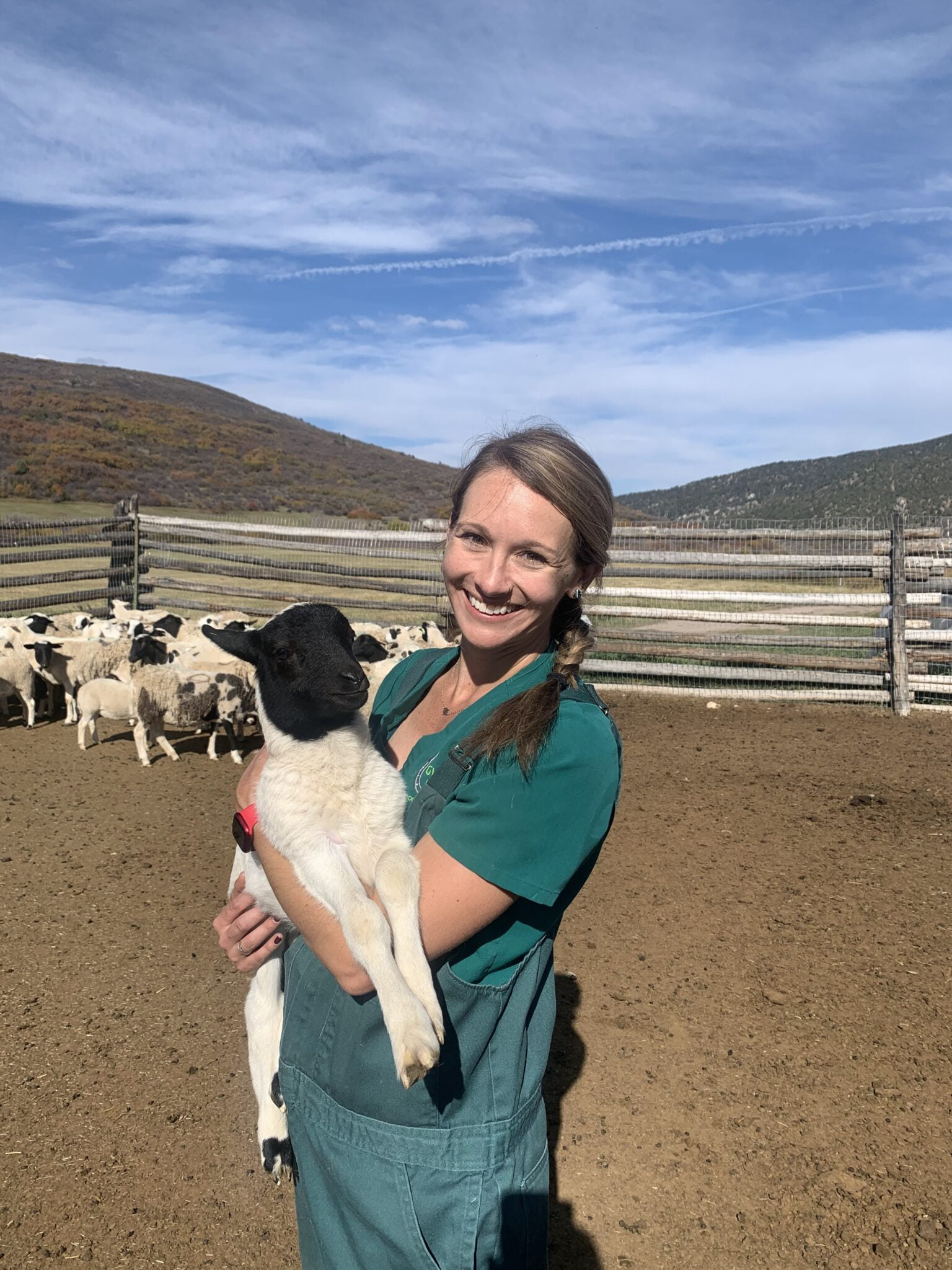 Ovine - Glenwood Veterinary Clinic